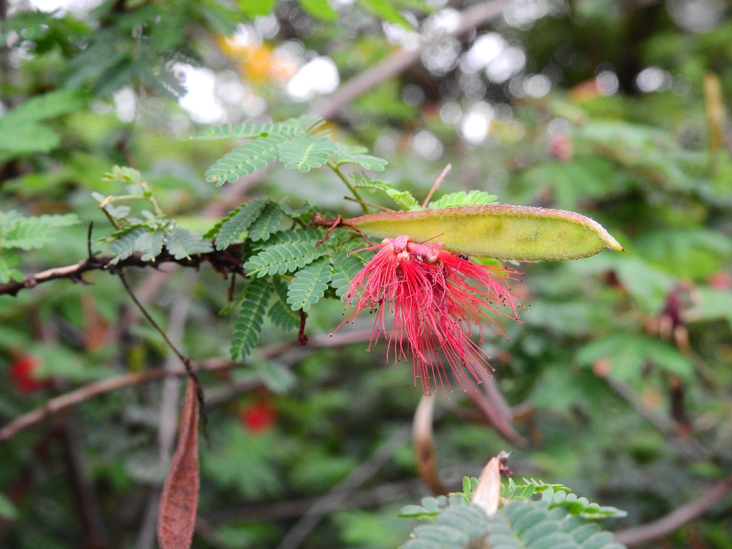 Tabardillo (Calliandra californica) - PictureThis