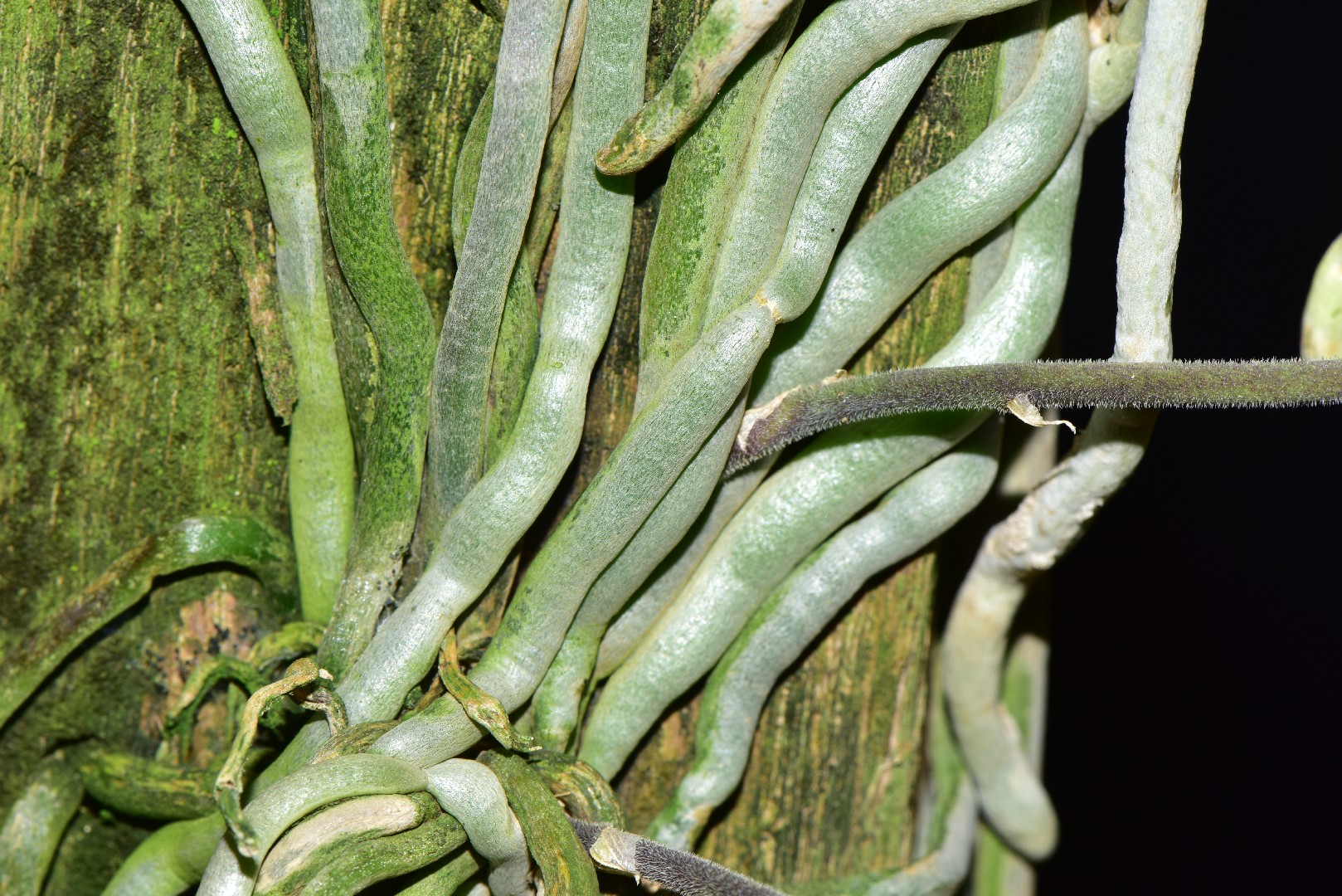 Chiloschista yunnanensis - PictureThis