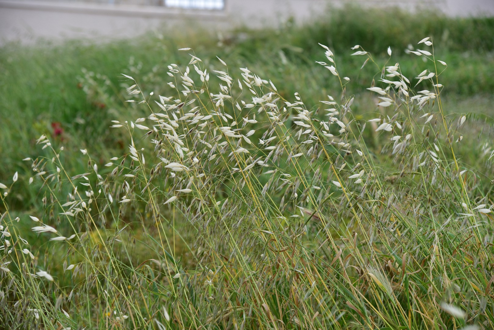 Slender wild oat (Avena barbata) Flower, Leaf, Care, Uses - PictureThis