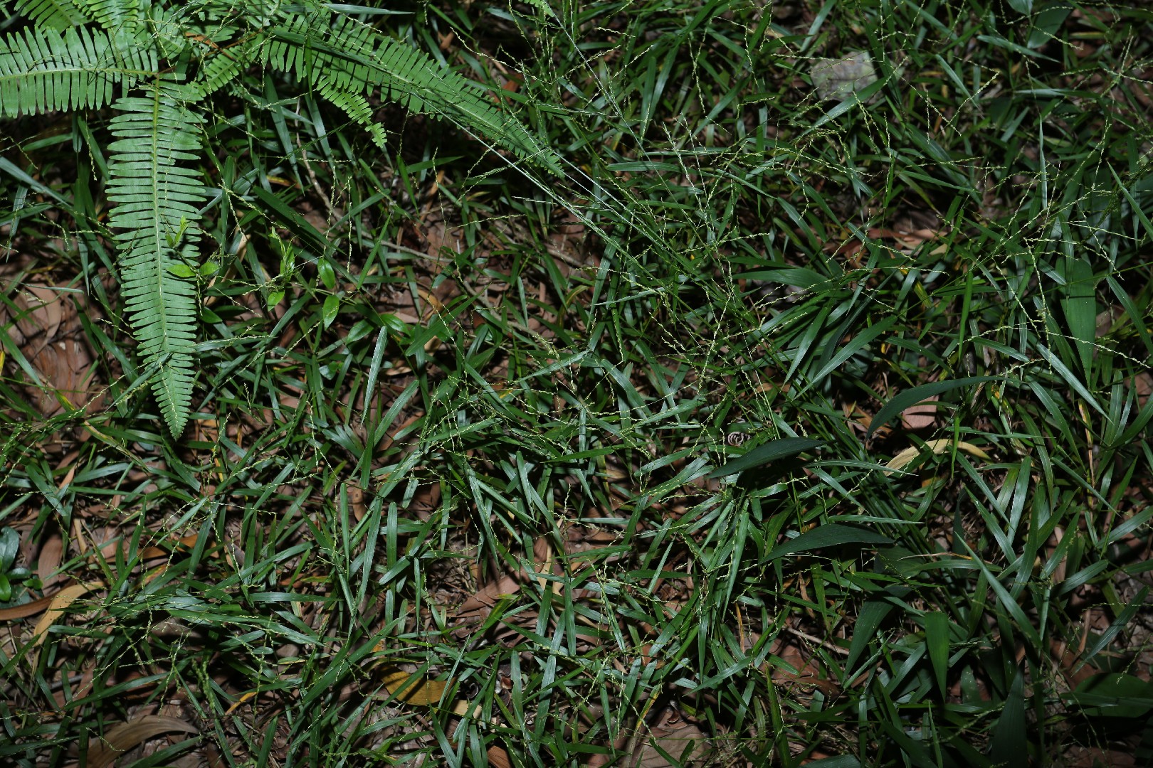 Ottochloa Care (Watering, Fertilize, Pruning, Propagation) - PictureThis