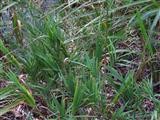 Khagra (Phragmites karka) Flower, Leaf, Care, Uses - PictureThis