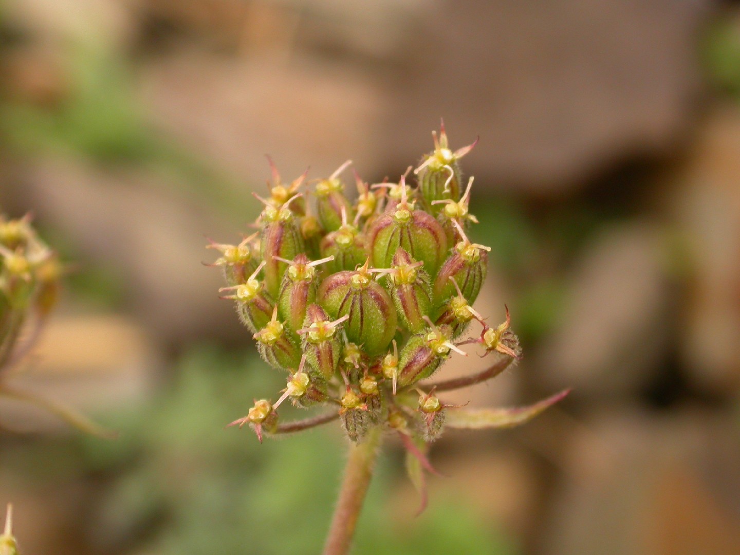 RaÍz de notopterygium (Notopterygium incisum) - PictureThis