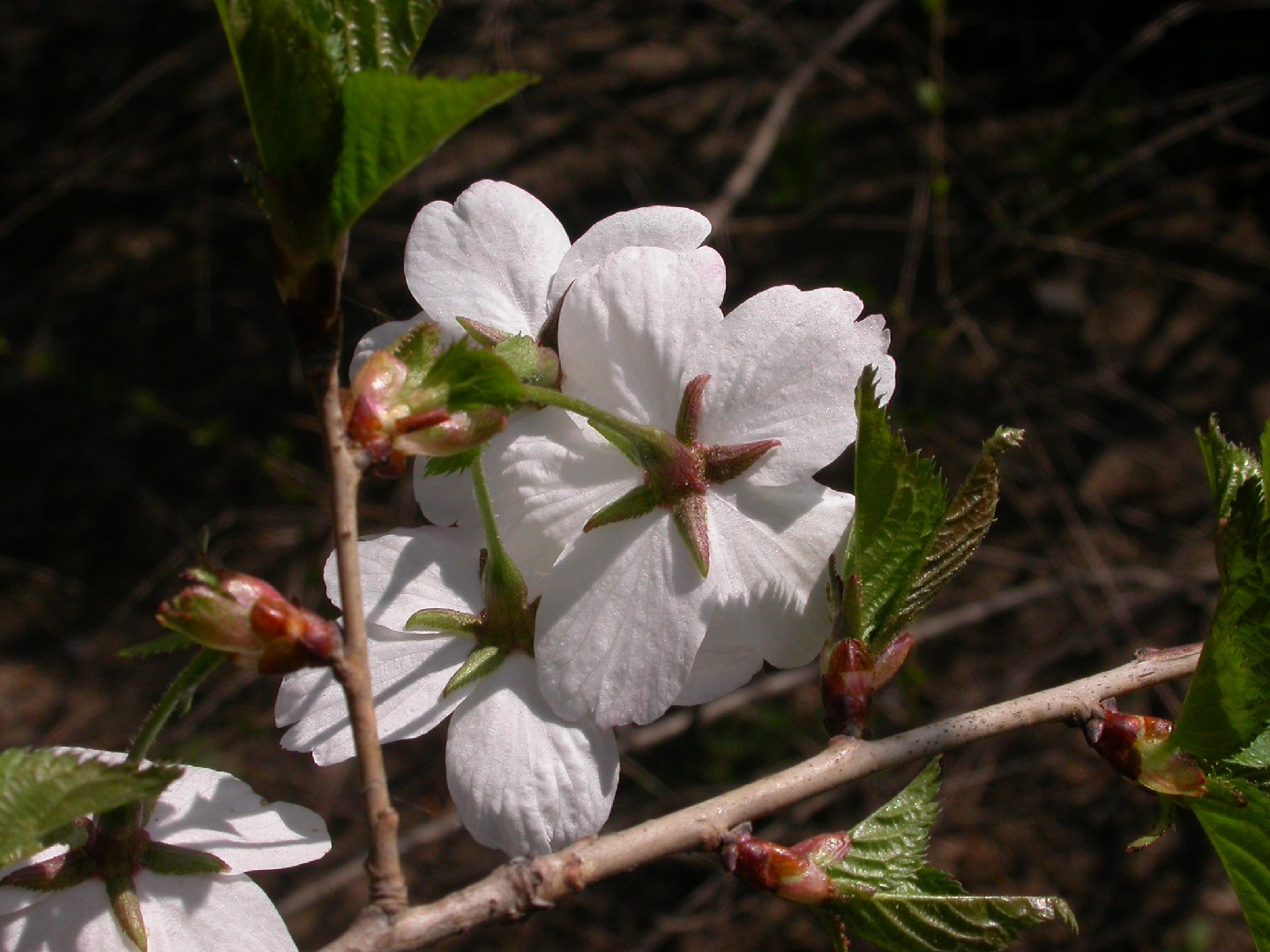 Flor de cerezo (Prunus speciosa) - PictureThis