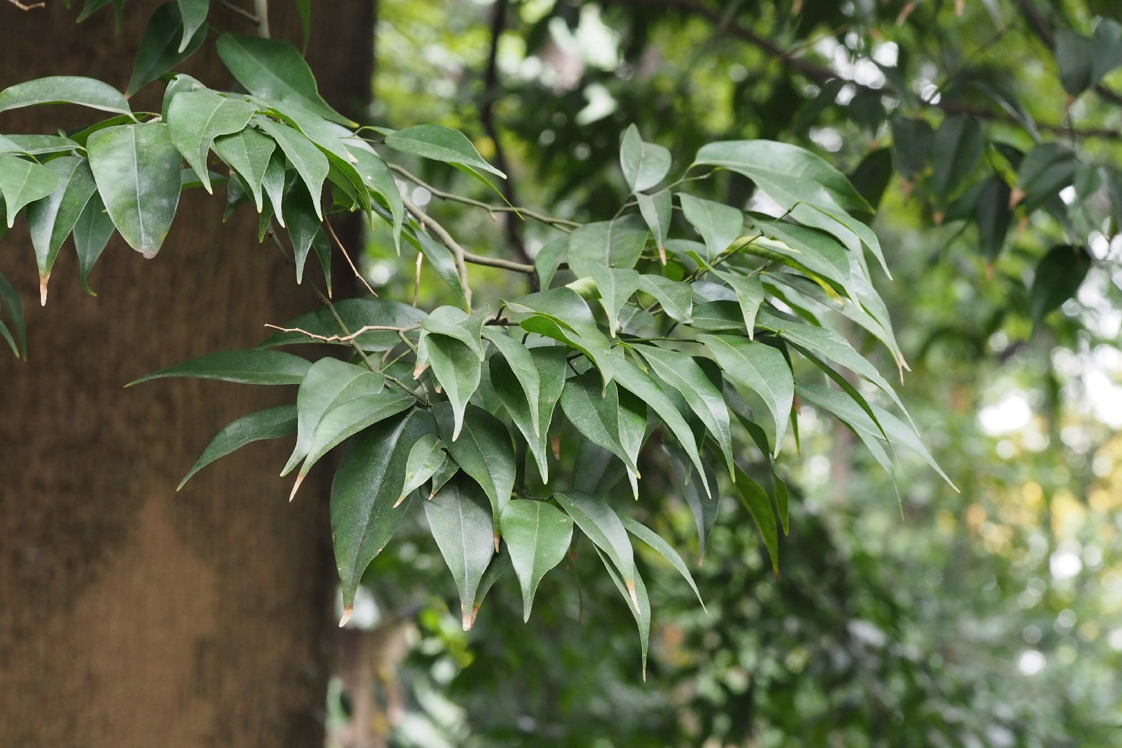 Xanthophyllum Flower, Leaf, Care, Uses - PictureThis