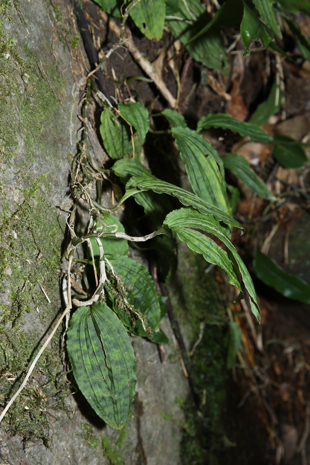 Taiwan collabium (Collabium formosanum) Flower, Leaf, Care, Uses ...