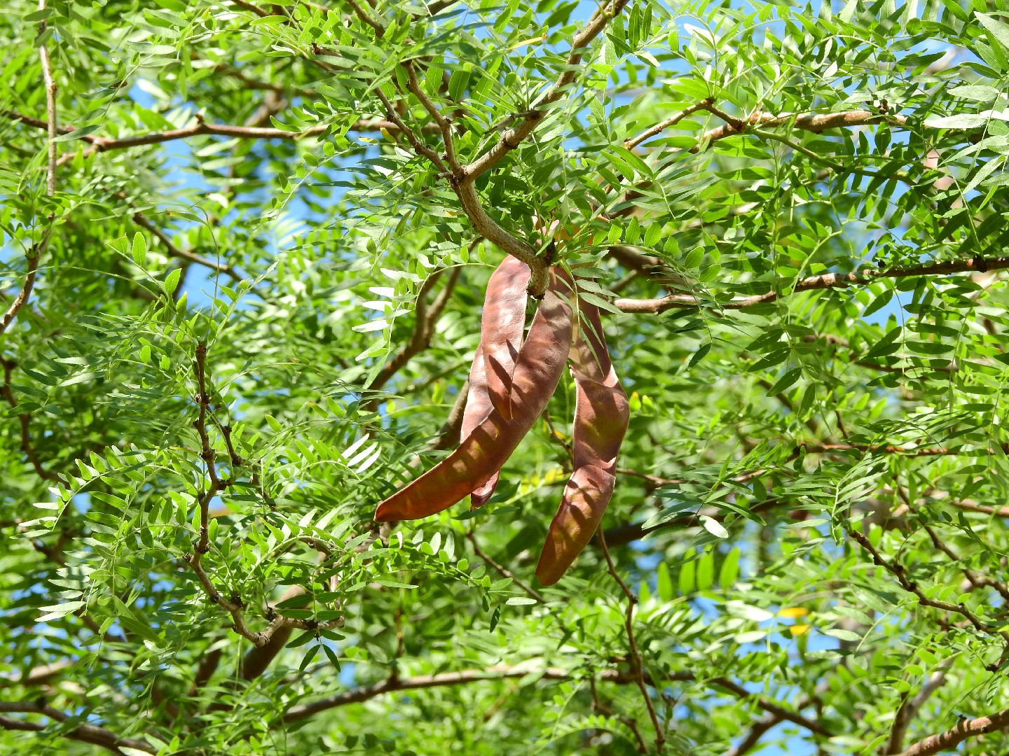 What happens if I fertilize my Honey locust too much? - PictureThis