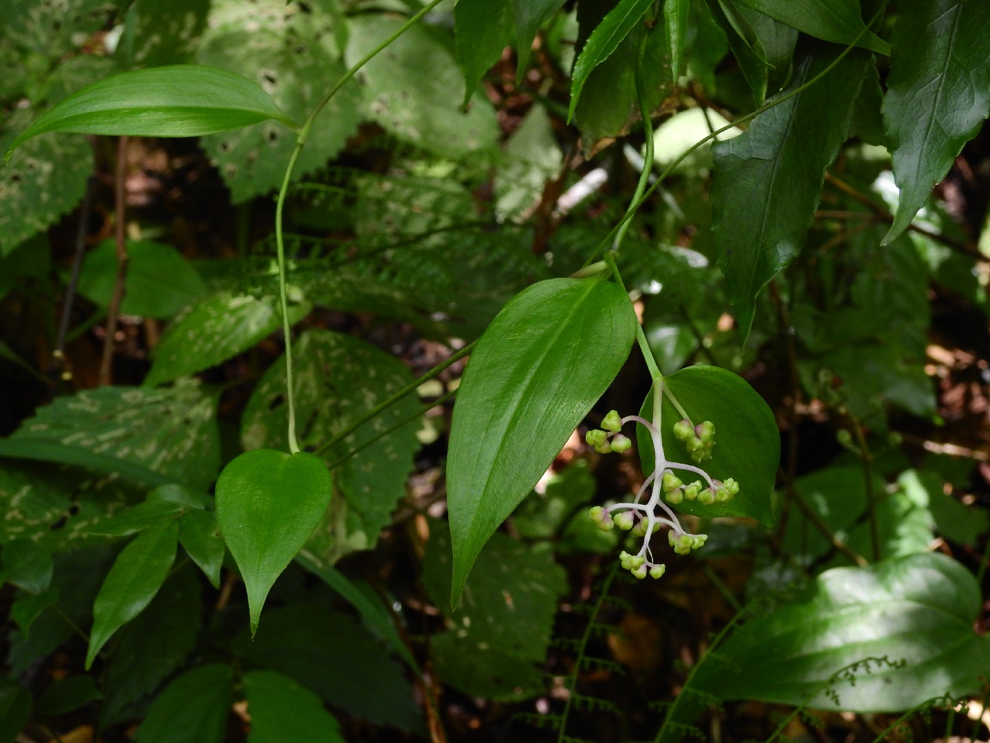 Pollia Flower, Leaf, Care, Uses - PictureThis