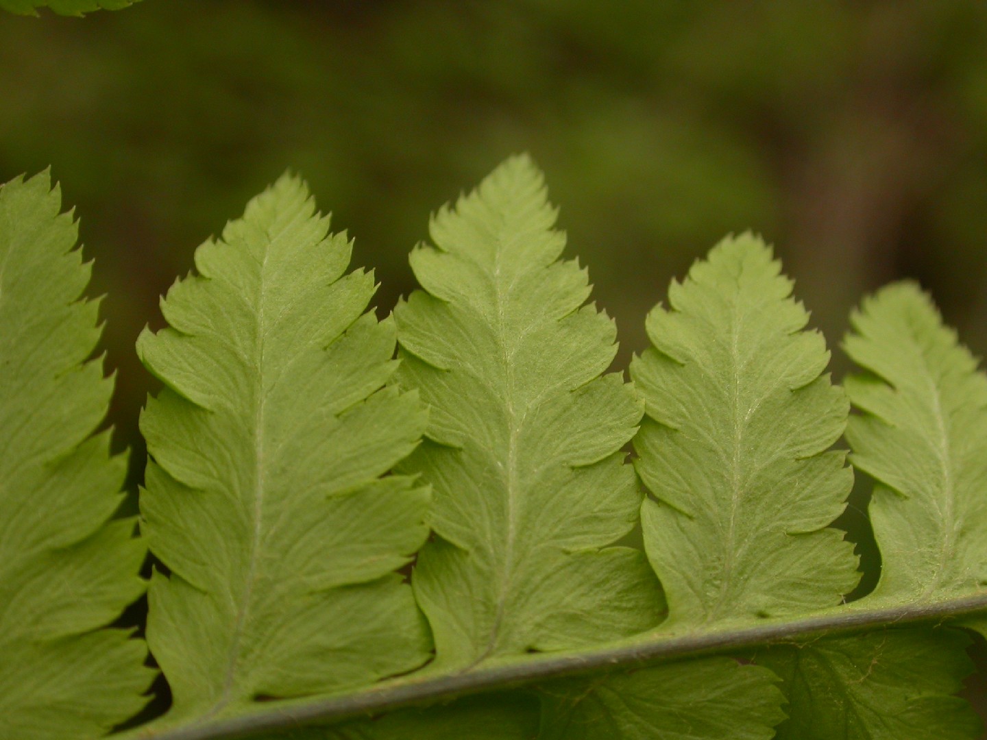 Helechos frágiles (Cystopteris) - PictureThis