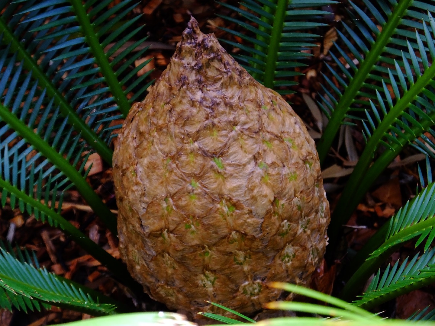 Dioon edule 花言葉，毒性，よくある質問 - PictureThis