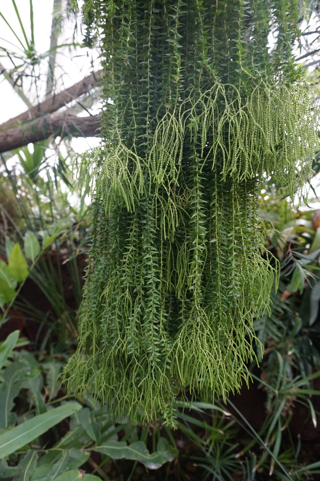 Queensland tassel-fern (Phlegmariurus phlegmaria) Flower, Leaf, Care ...