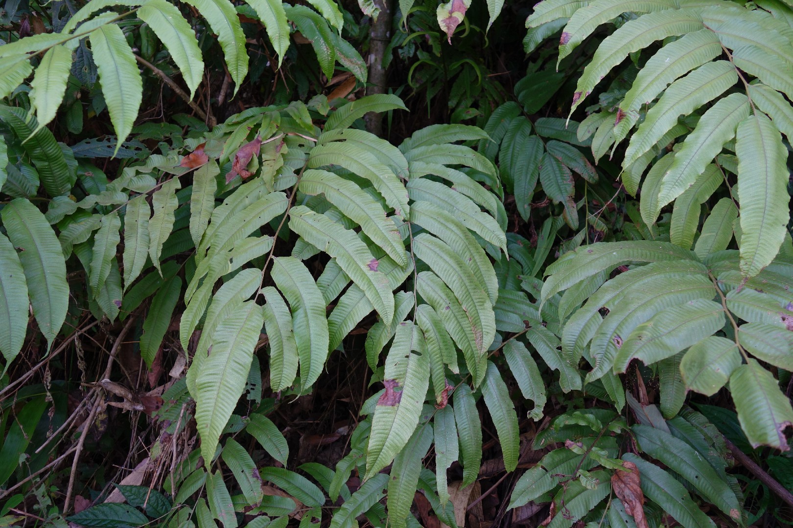 Marsh fern (Thelypteridaceae) Flower, Leaf, Care, Uses - PictureThis