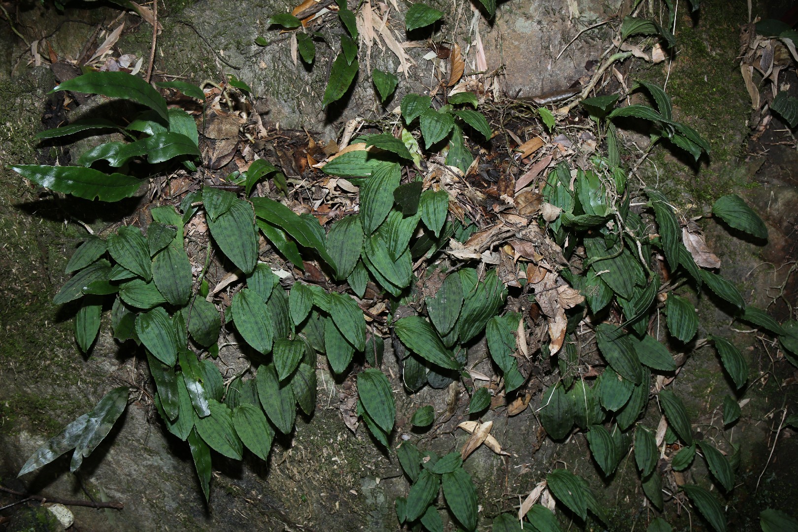 Taiwan collabium (Collabium formosanum) Flower, Leaf, Care, Uses ...