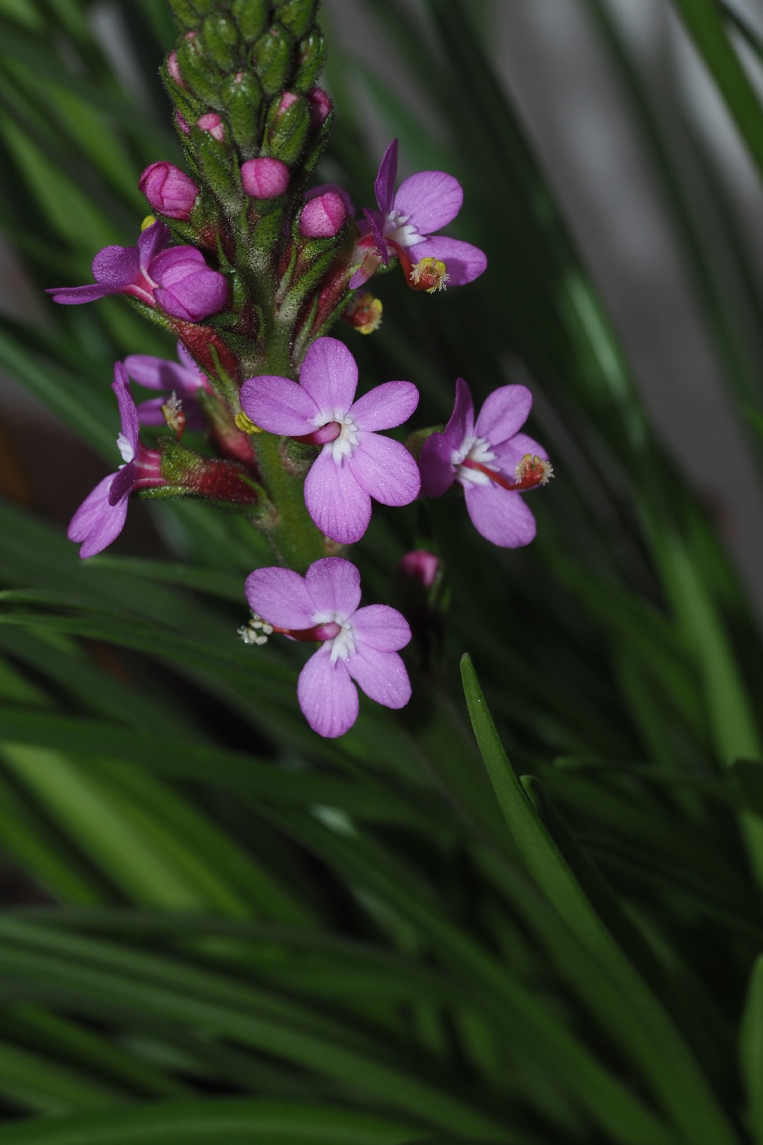 Stylidium graminifolium - PictureThis
