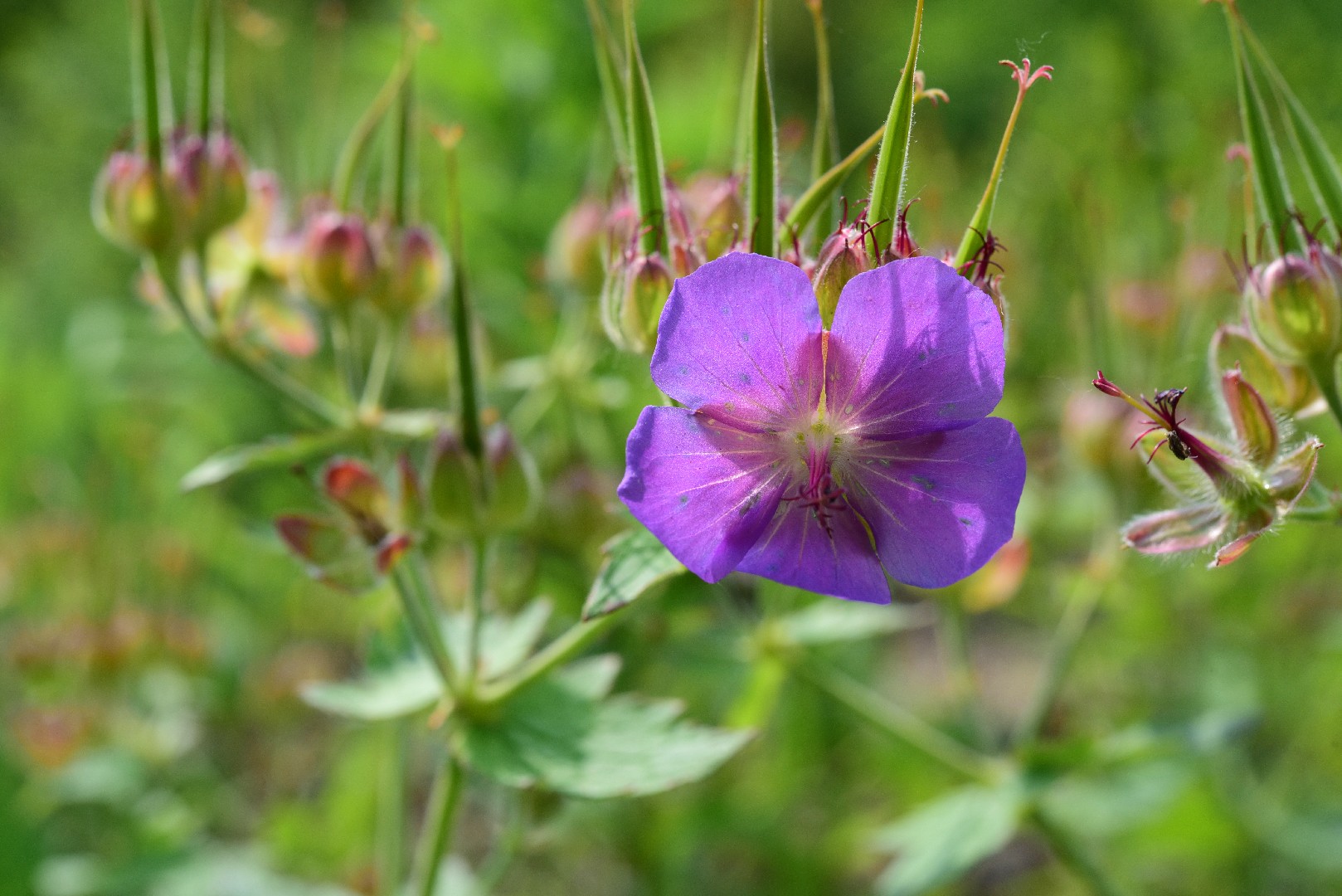 Géranium à fleurs plattes (Geranium platyanthum) - PictureThis