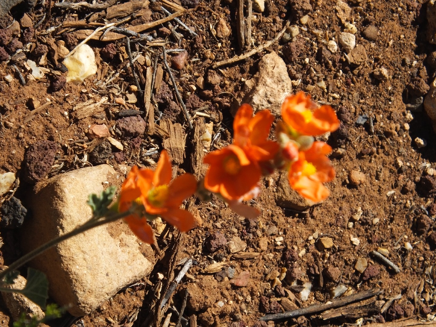 Sphaeralcea parvifolia - PictureThis