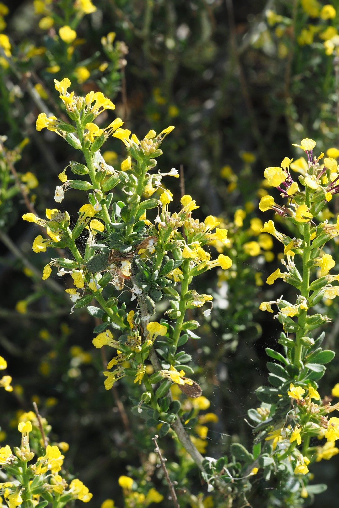 Vella pseudocytisus - PictureThis