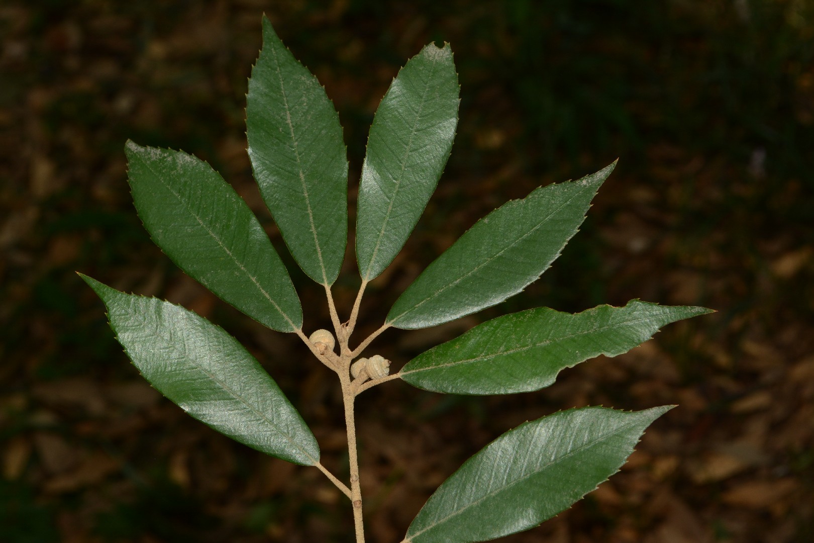 개가시나무 (Quercus gilva) - PictureThis