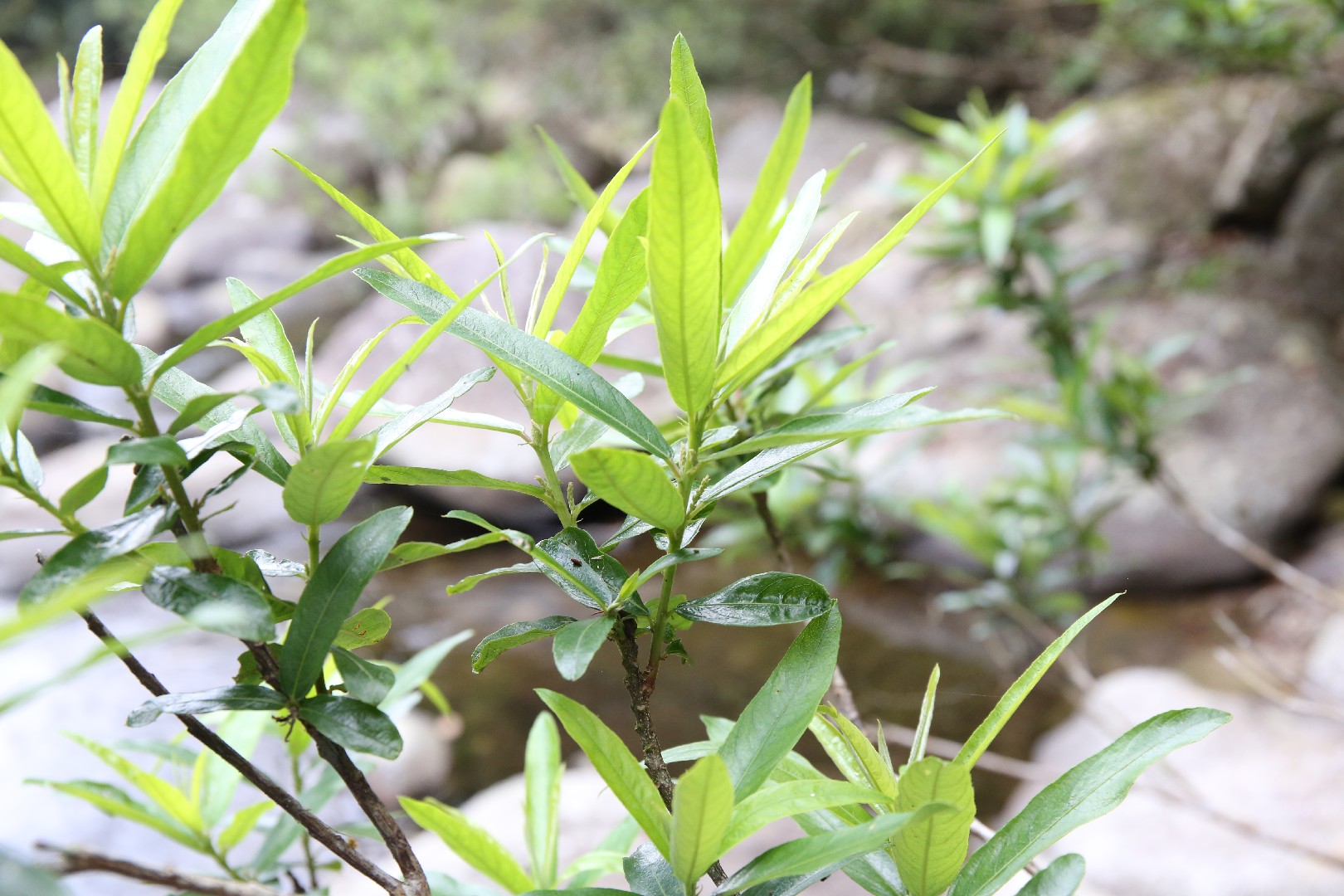 Homonoia riparia - PictureThis