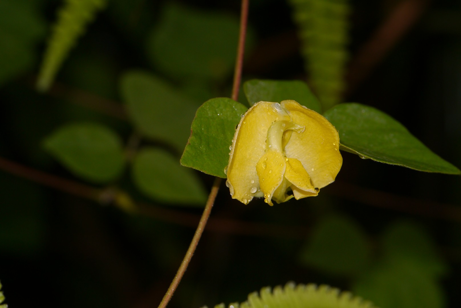 Dunbaria punctata - PictureThis
