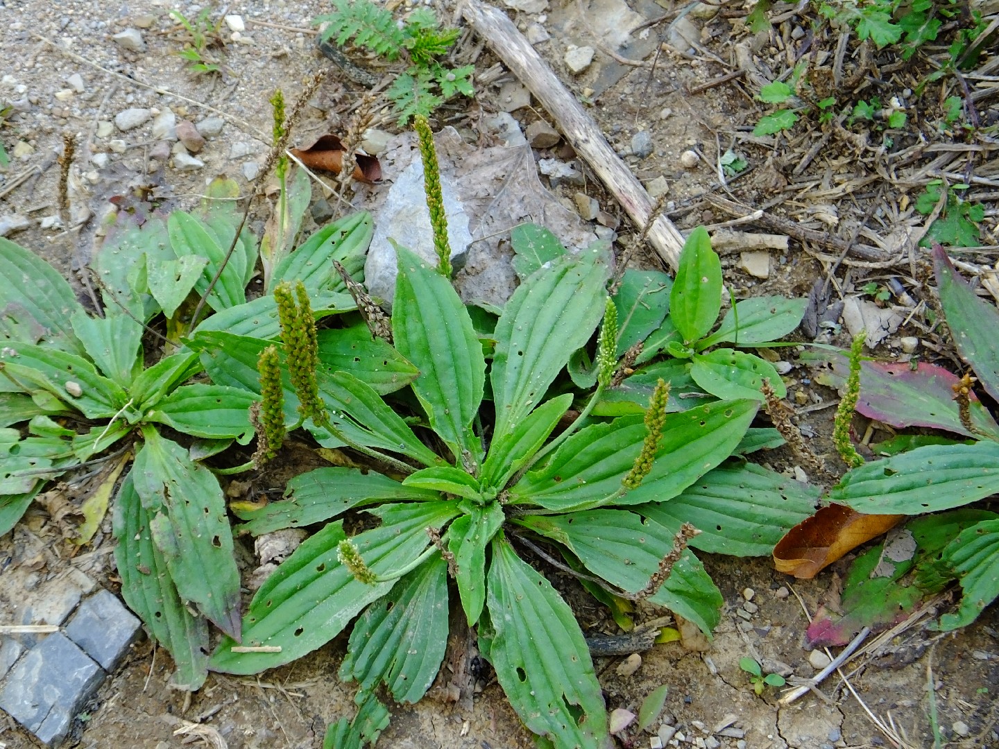 Plantago depressa - PictureThis