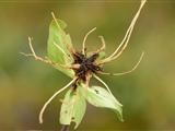 Aster likiangensis Flower, Leaf, Care, Uses - PictureThis