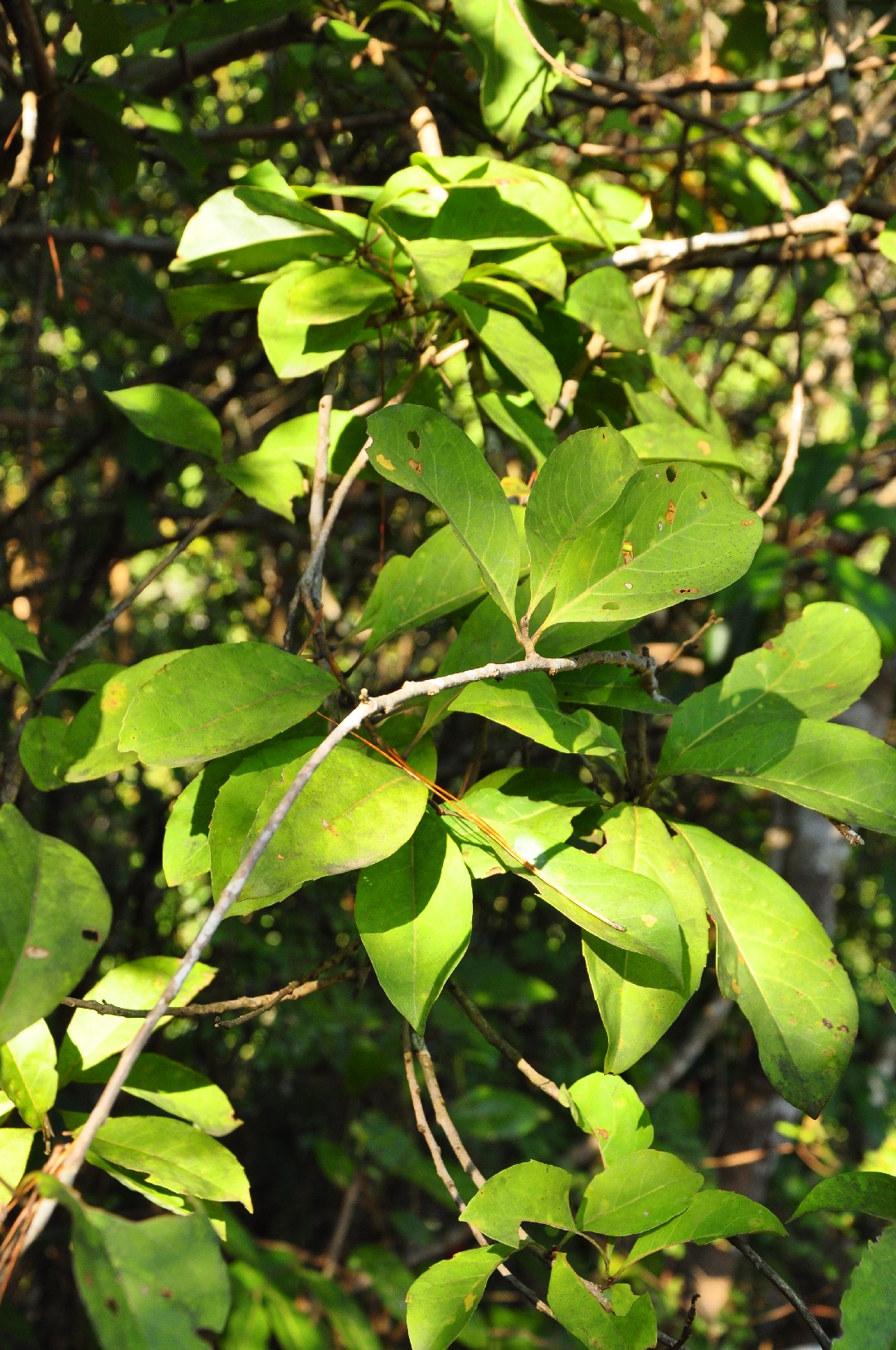 Leucomeris decora - PictureThis