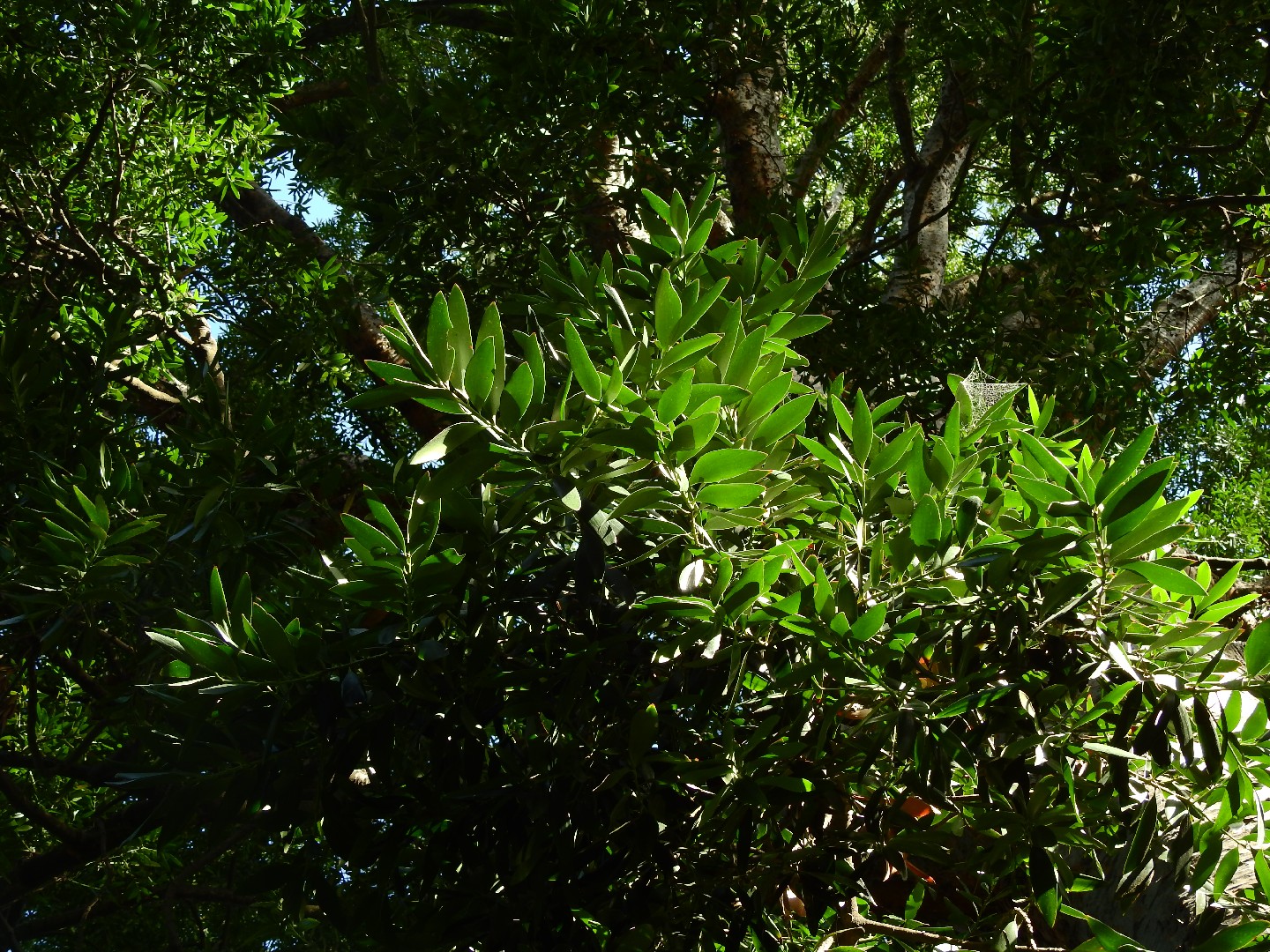 Agathis robusta - PictureThis