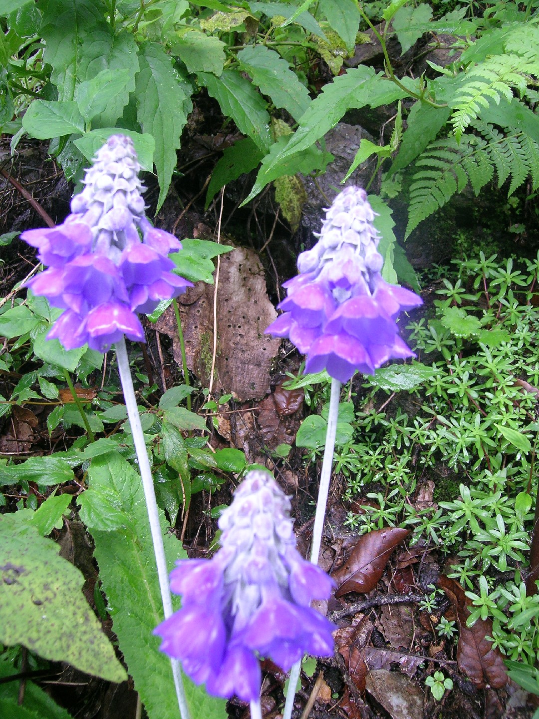 Flaccida primrose (Primula flaccida) Flower, Leaf, Care, Uses - PictureThis