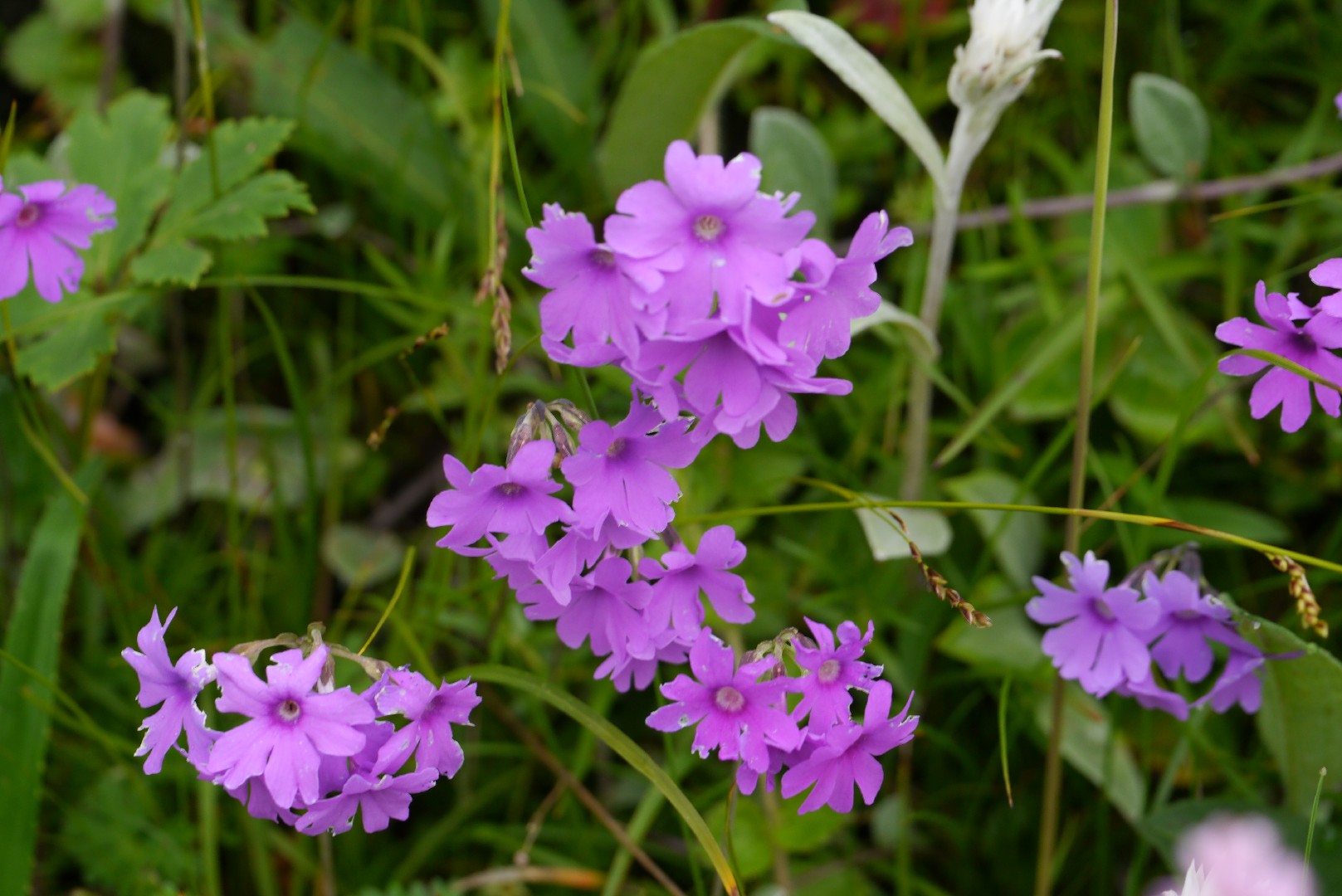 Primula blinii - PictureThis