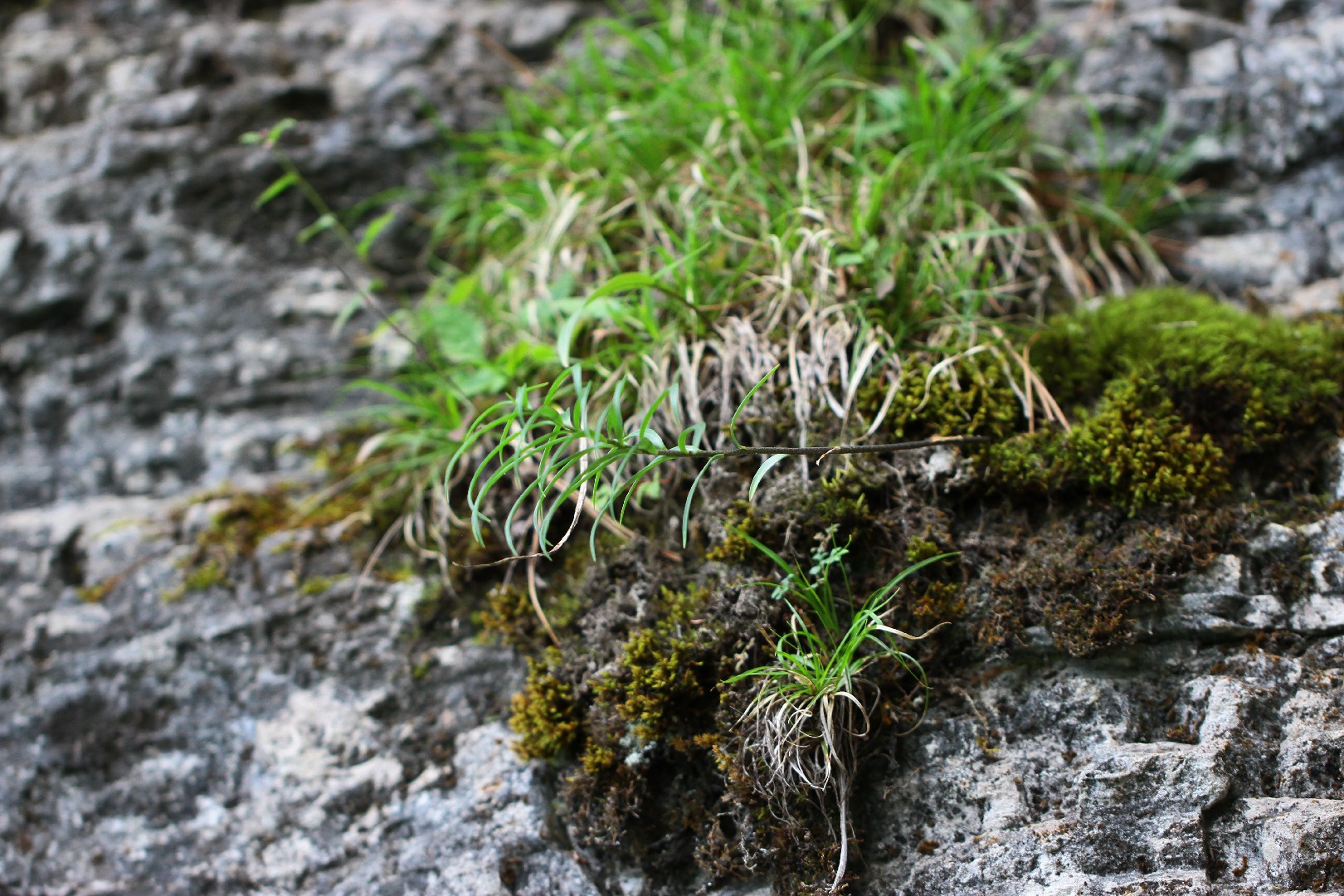 Lilium rosthornii - PictureThis
