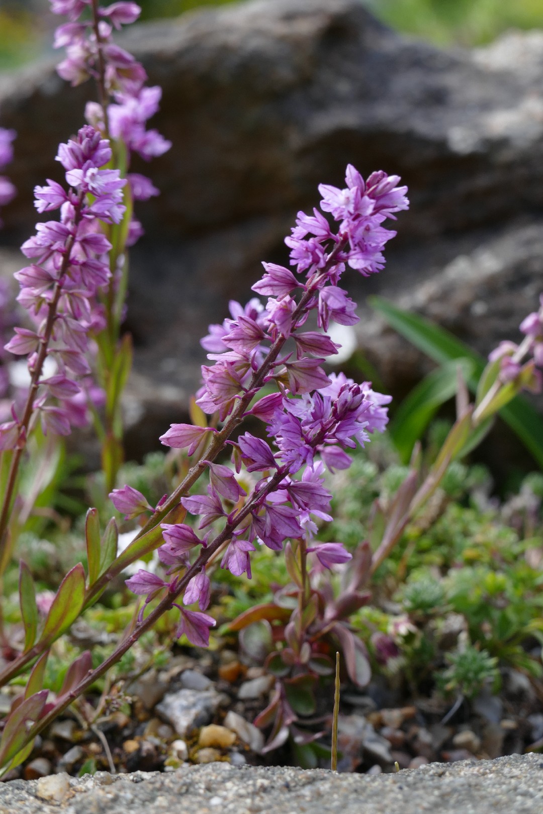 Polygala amara - PictureThis
