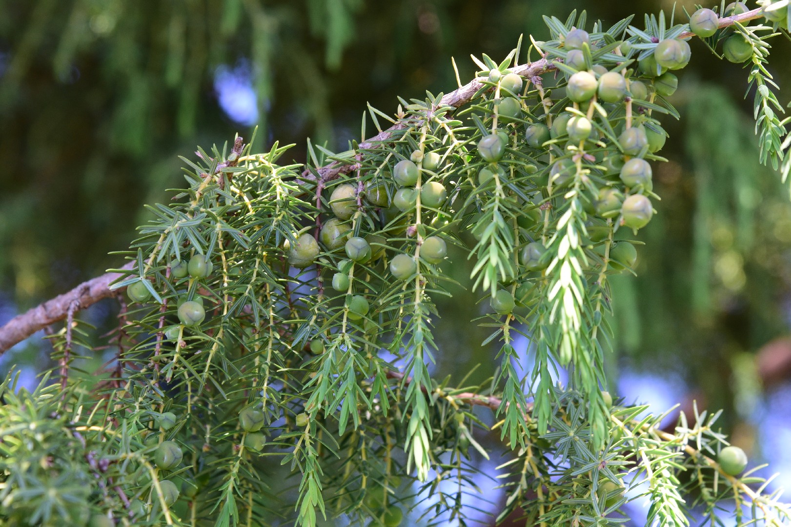 Canary islands juniper (Juniperus cedrus) Flower, Leaf, Care, Uses ...