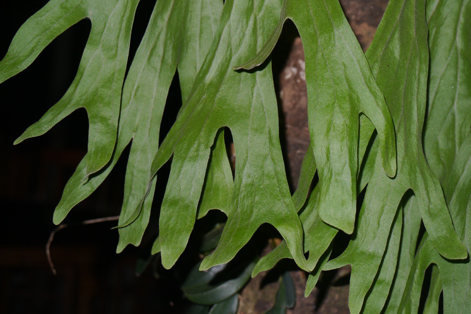 Platycerium wallichii - PictureThis