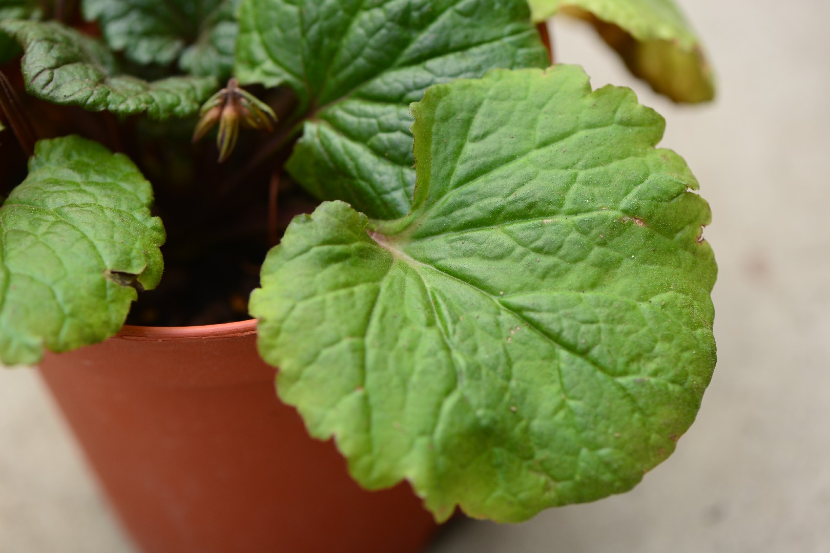 How to Plant and Grow Rock tobacco(Primulina tabacum)