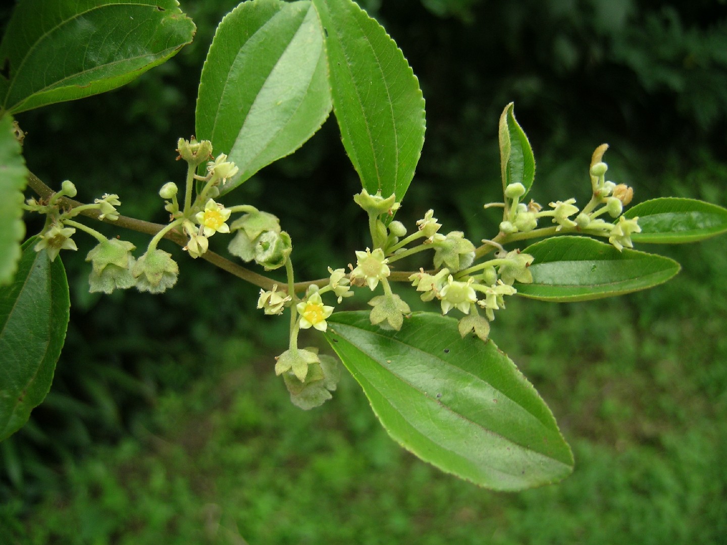 Paliurus - PictureThis