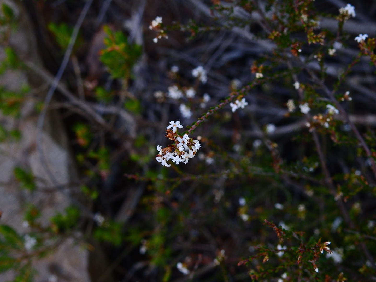 Leucopogon microphyllus Cuidados (Plantando, Fertilizantes ...
