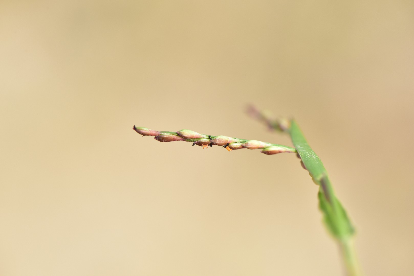 Brachiaria distachya - PictureThis