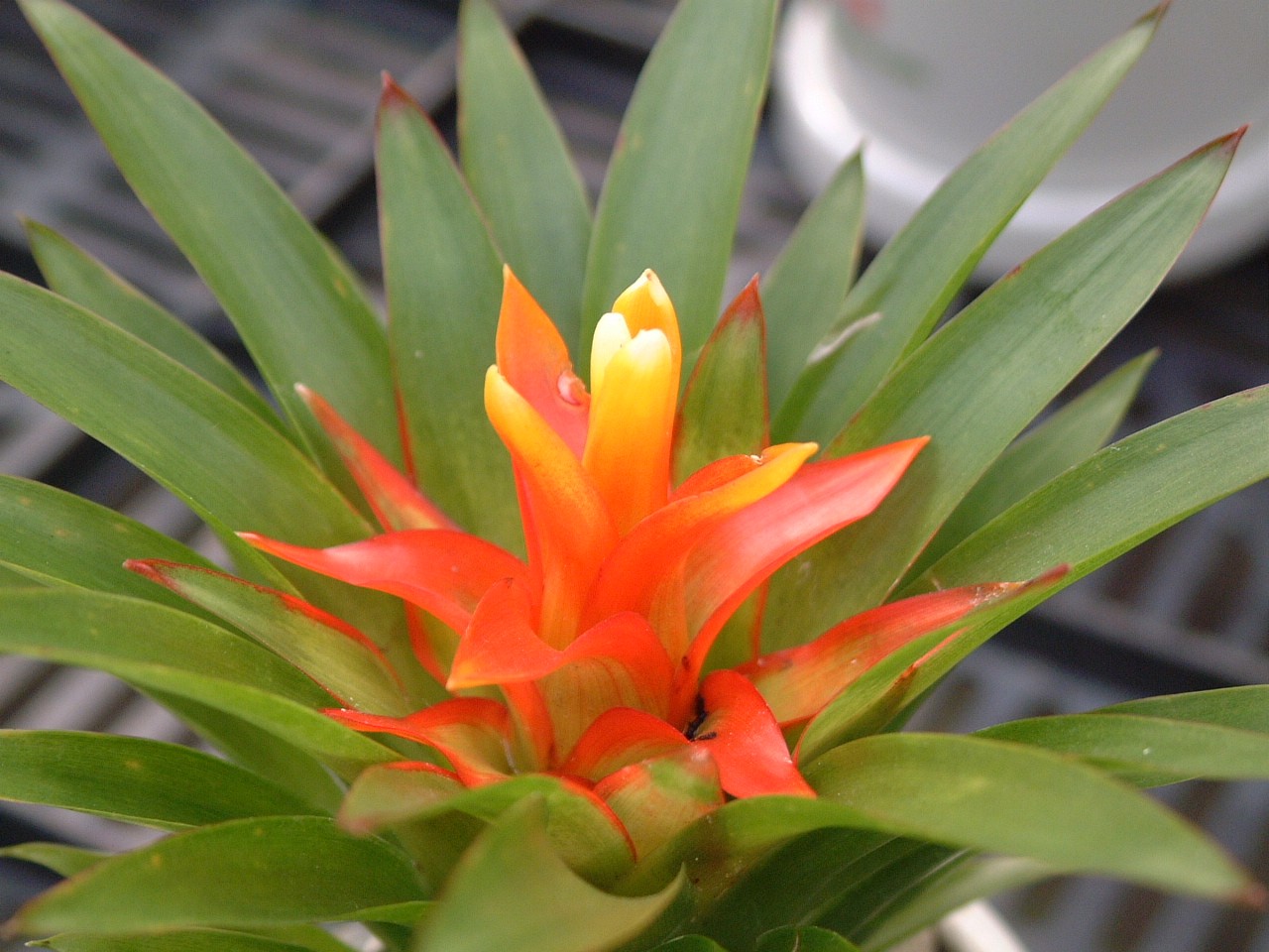 Scarlet-star (Guzmania lingulata) Flower, Leaf, Care, Uses - PictureThis