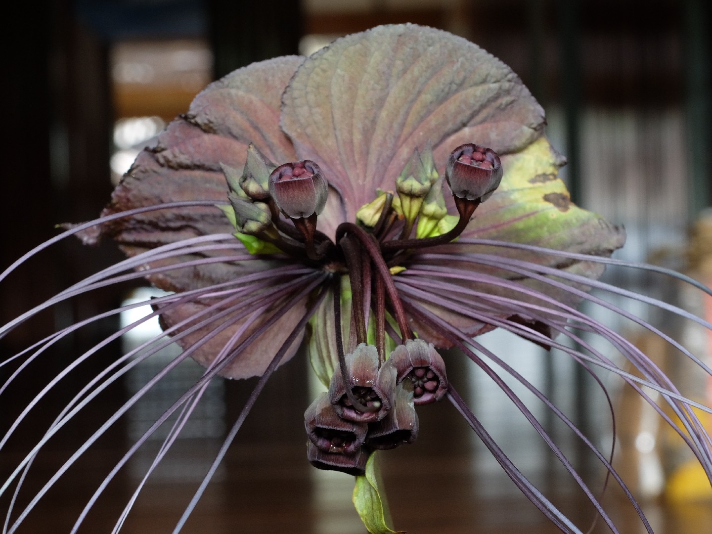 Planta de murciélago blanco (Tacca integrifolia) - PictureThis