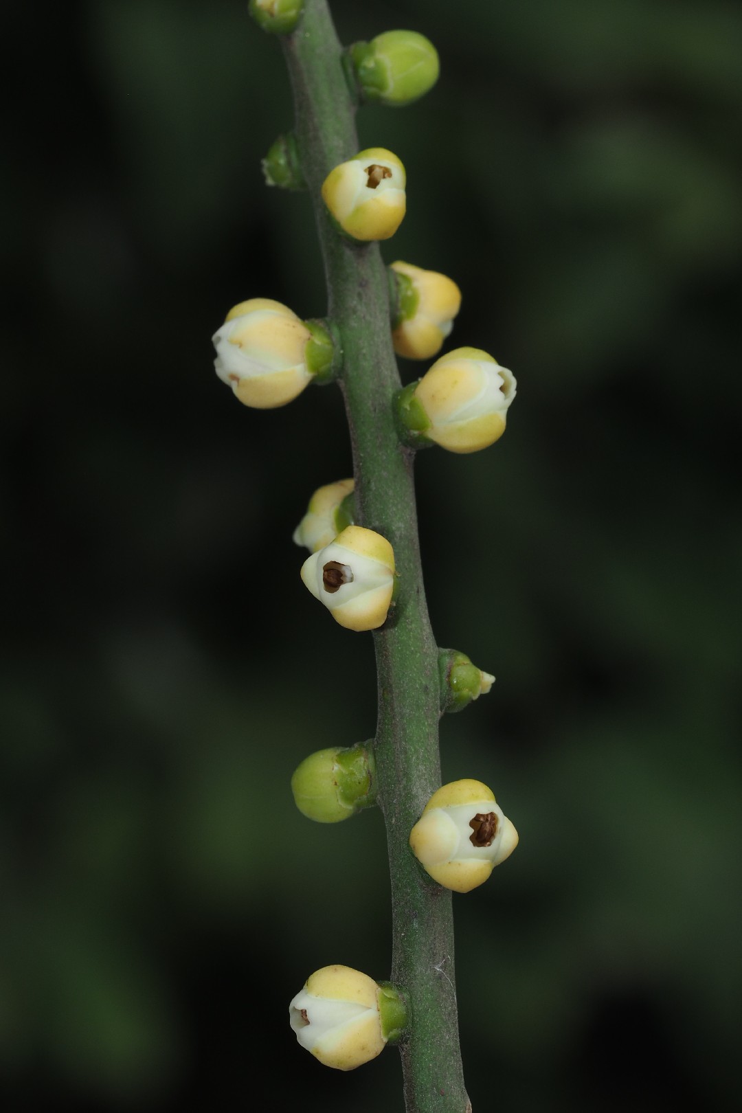 Árbol pithraj (Aphanamixis polystachya) - PictureThis