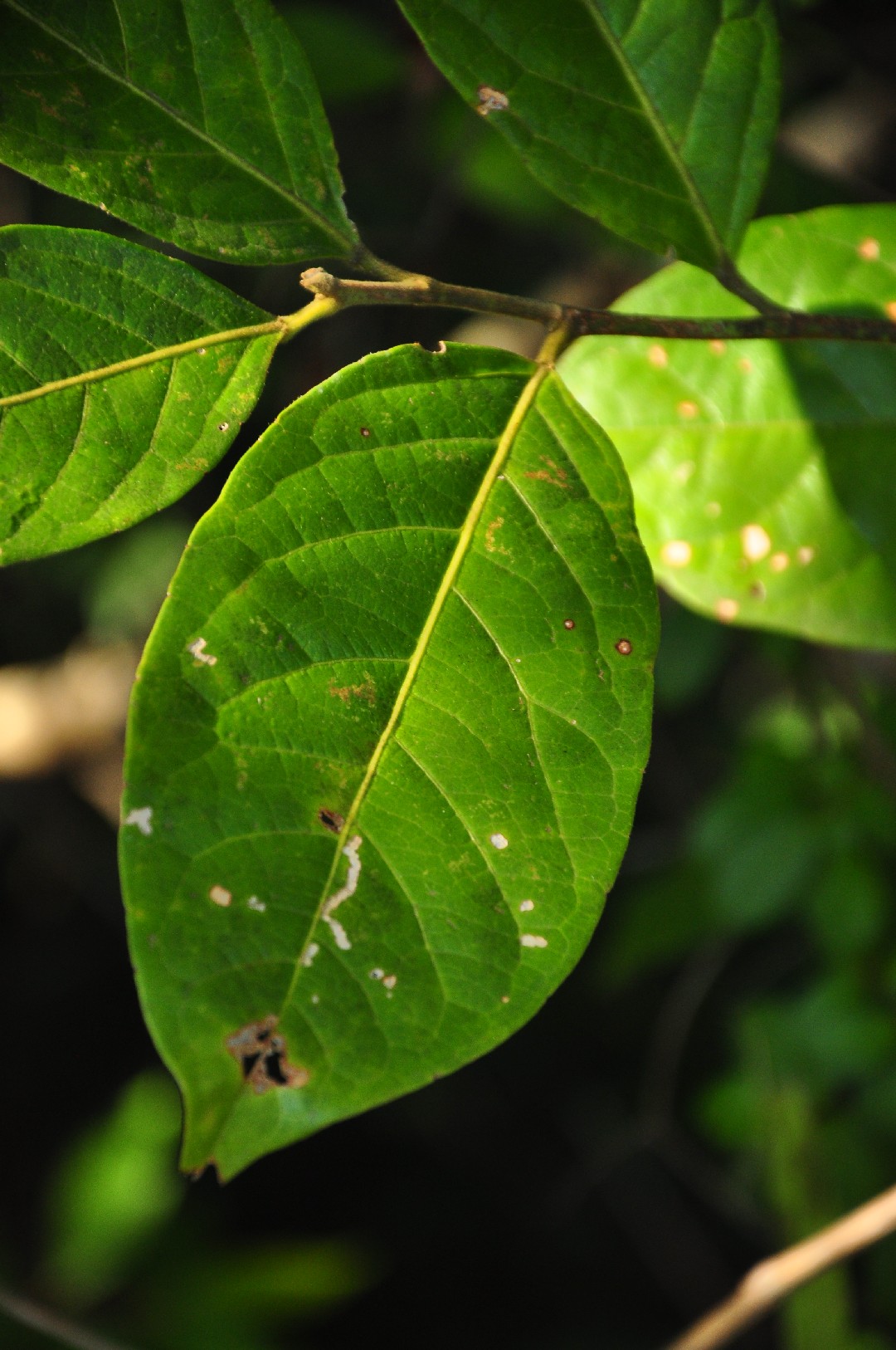 Leucomeris decora - PictureThis