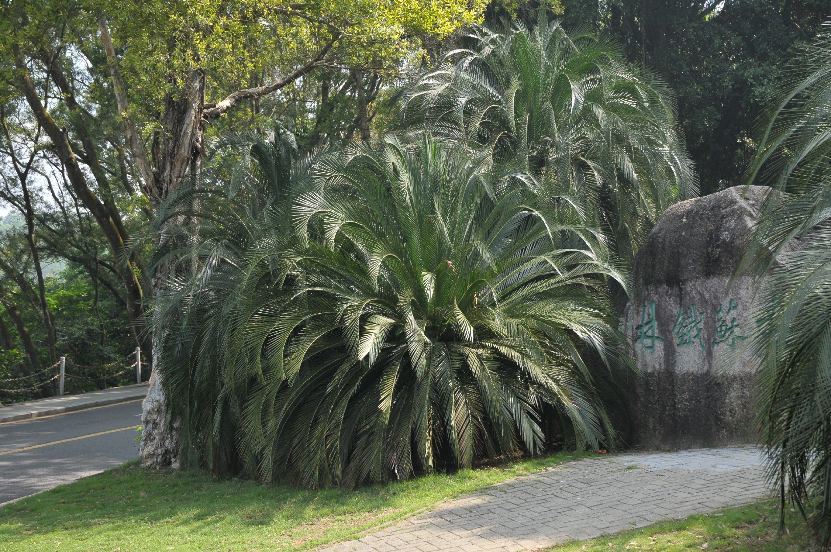 How to Plant and Grow Moore's cycad(Macrozamia moorei)