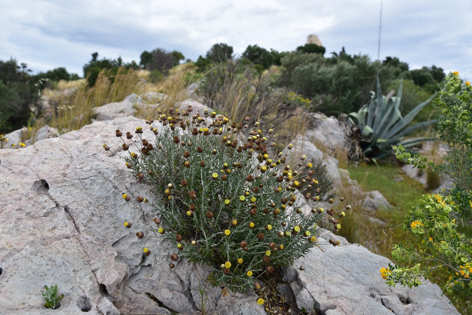 Rock phagnalon (Phagnalon rupestre) Flower, Leaf, Care, Uses - PictureThis