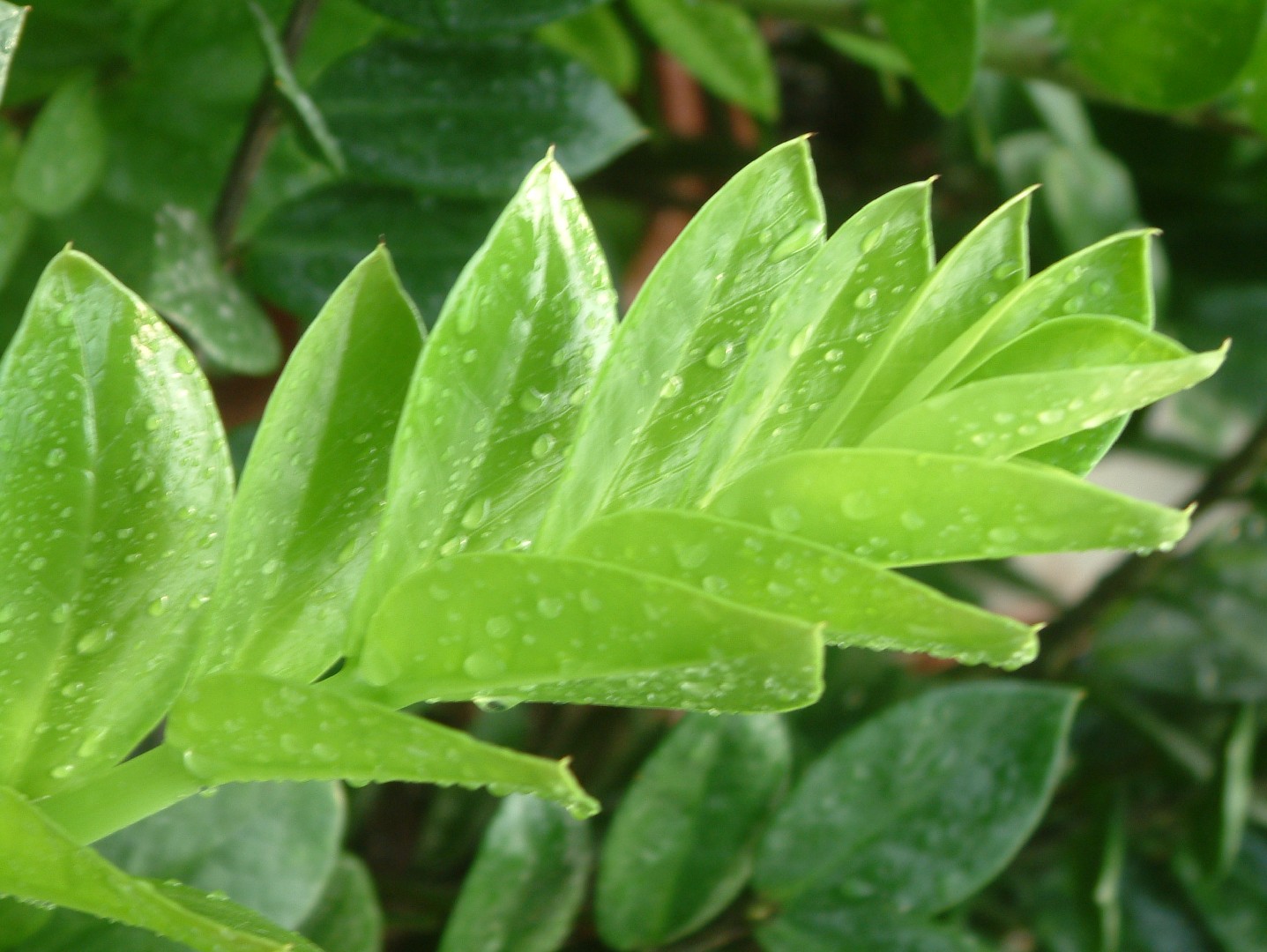 Zanzibar gem (Zamioculcas zamiifolia) Flower, Leaf, Care, Uses ...