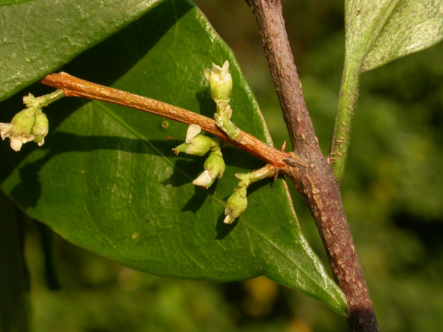 Microtropis Care (Watering, Fertilize, Pruning, Propagation) - PictureThis