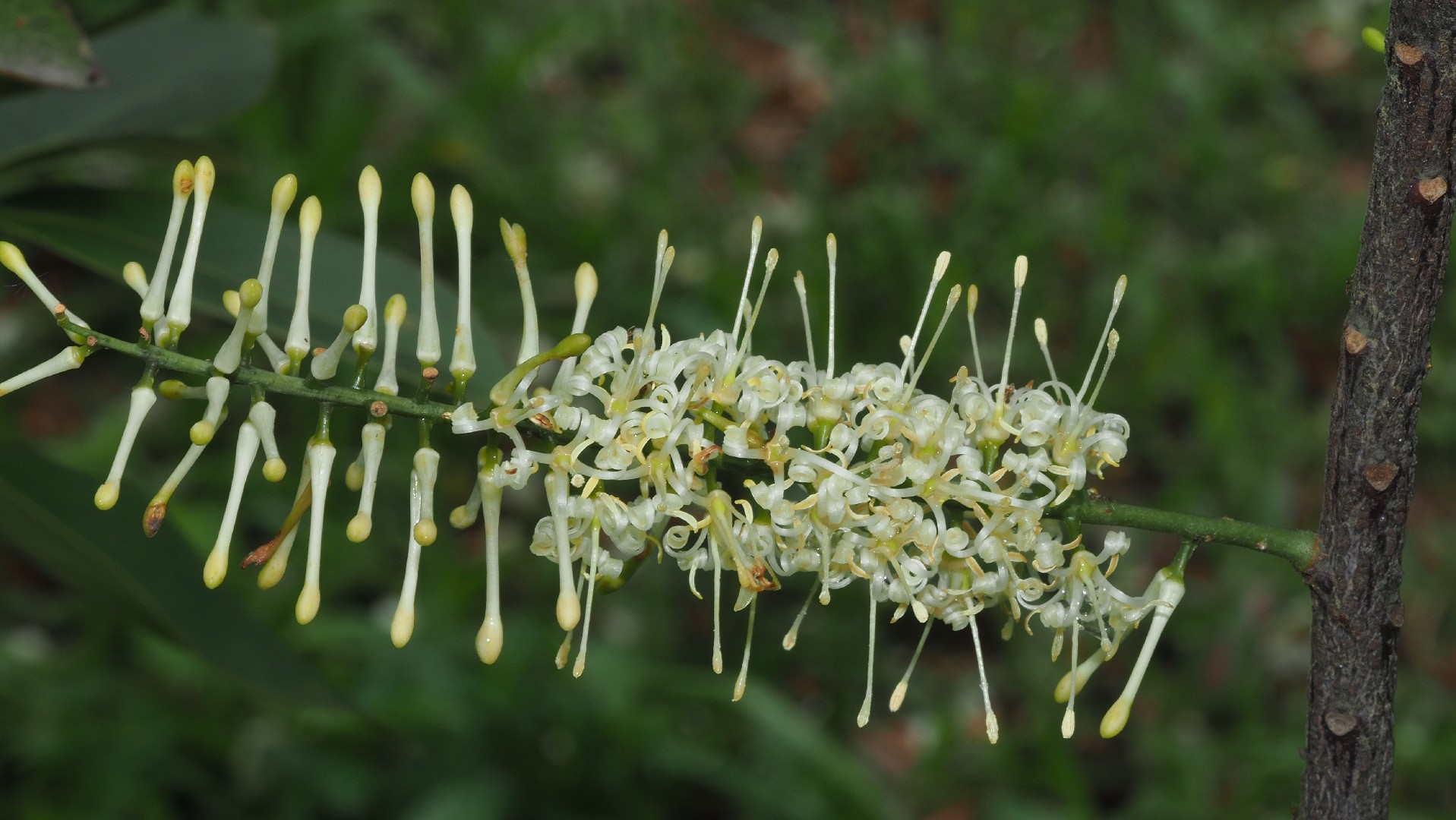Helicia reticulata 照顧，種植，繁殖，開花時間 - PictureThis