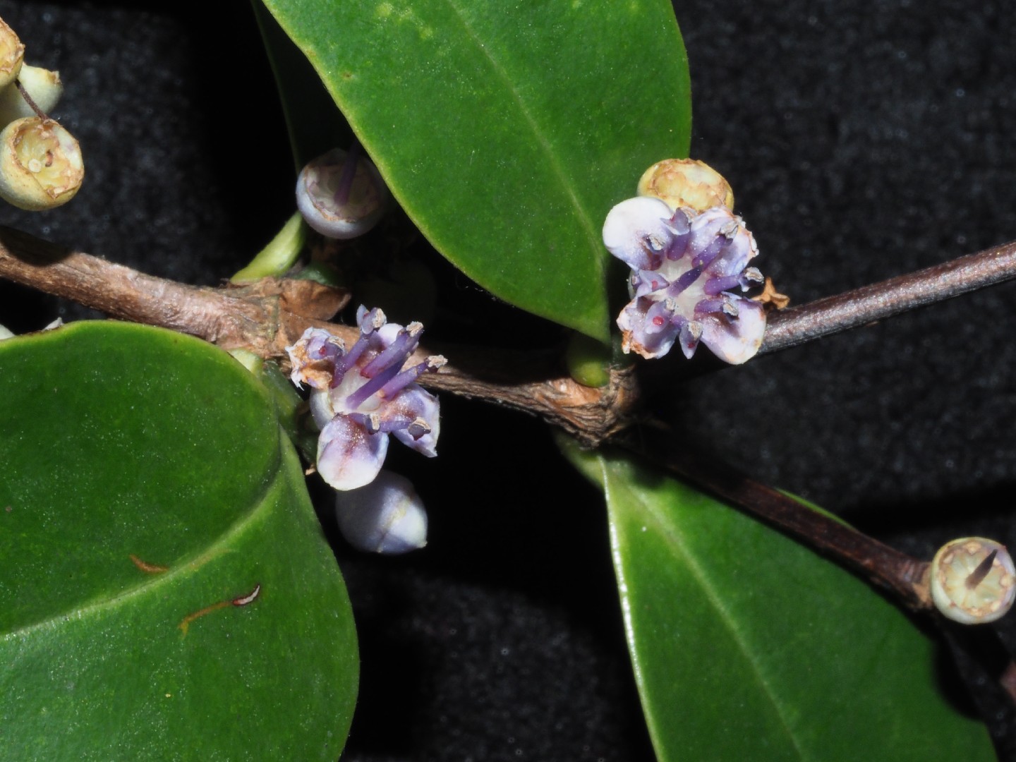 Memecylon ligustrifolium Flower, Leaf, Care, Uses - PictureThis