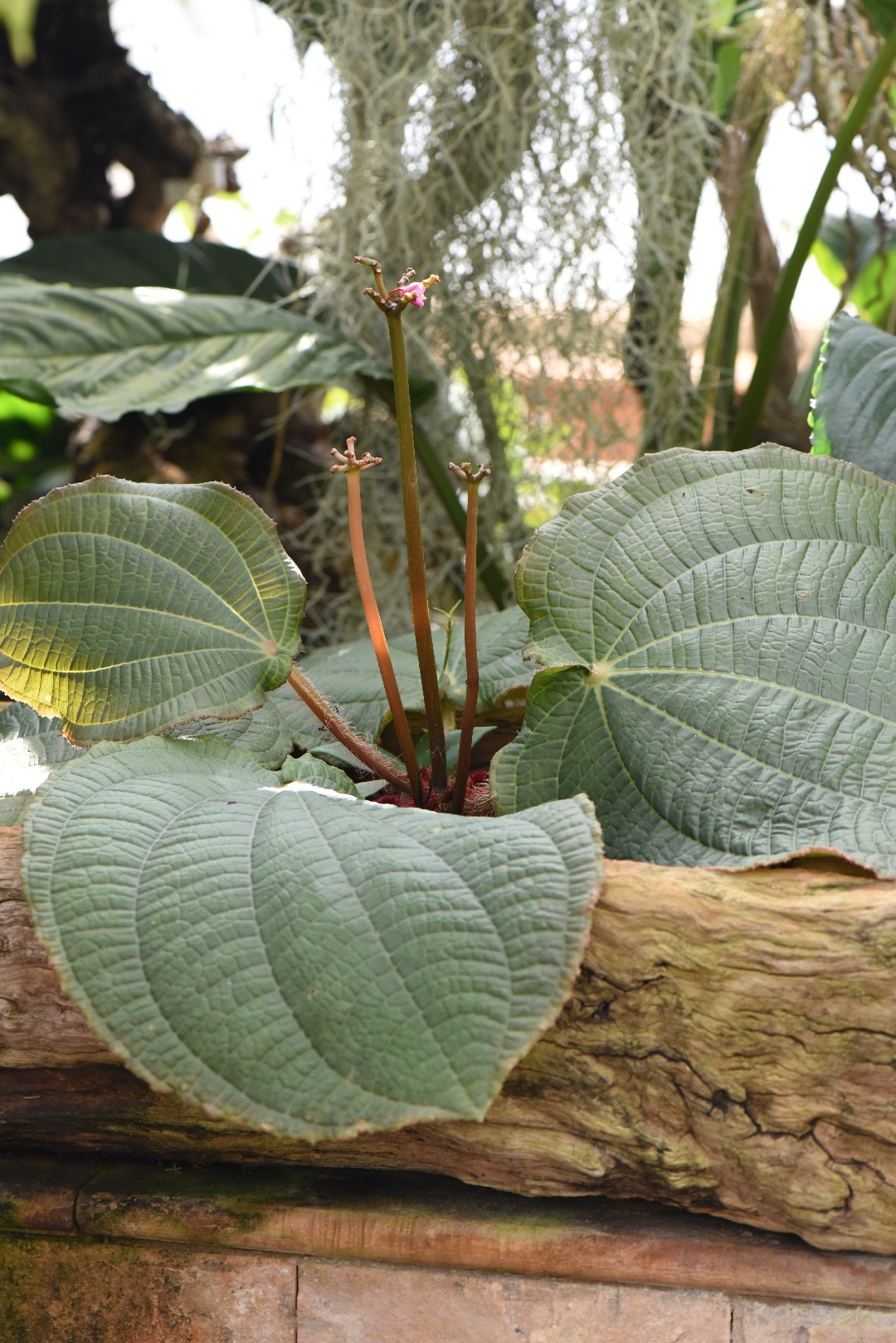 Tigridiopalma magnifica - PictureThis