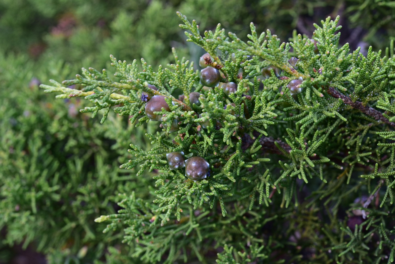 Juniperus pinchotii - PictureThis