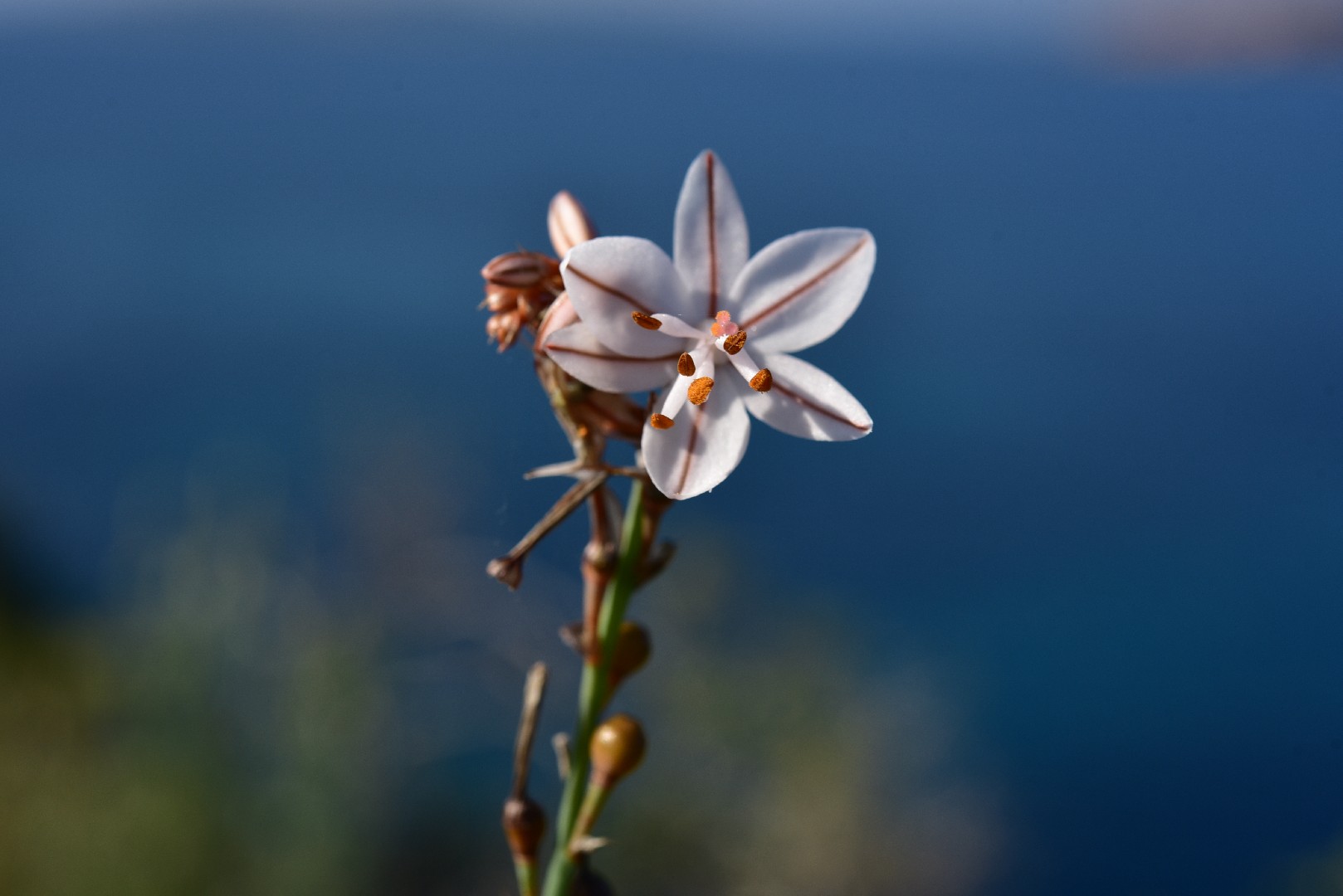 Gamón (Asphodelus ramosus) - PictureThis